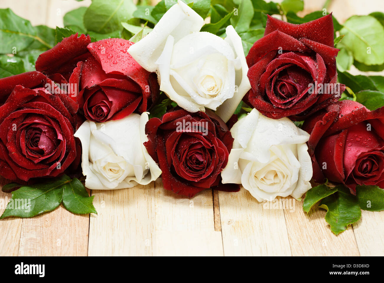 Red and white roses Stock Photo - Alamy