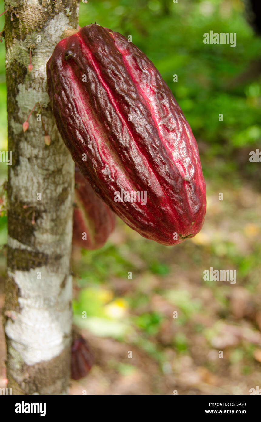 Belize, Punta Gorda, Agouti Cacao Farm. Ripe red cacao pod hanging from ...