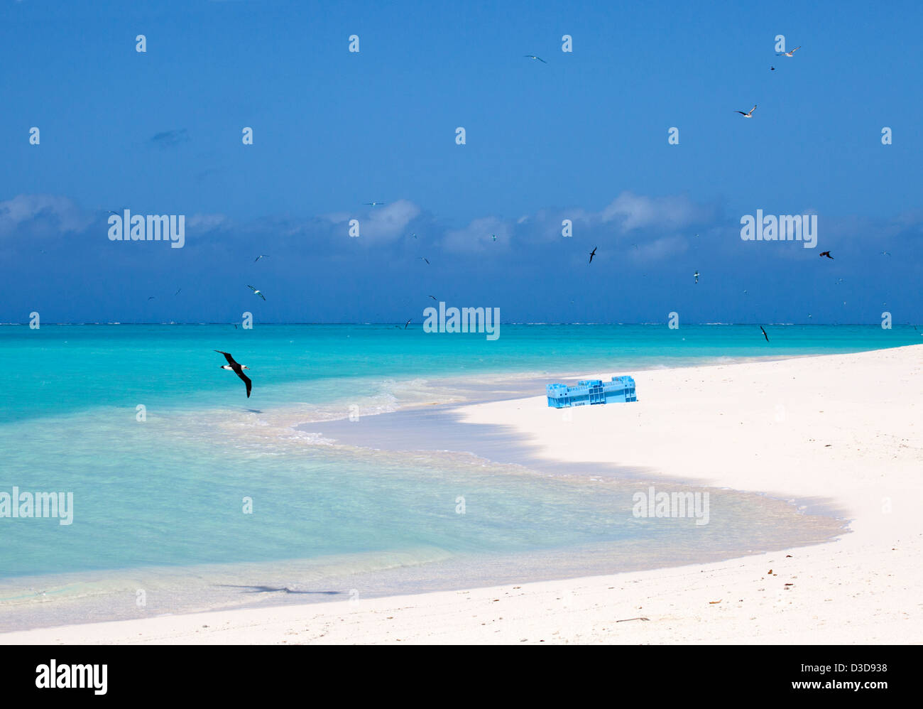 Great pacific garbage patch birds hi-res stock photography and images ...