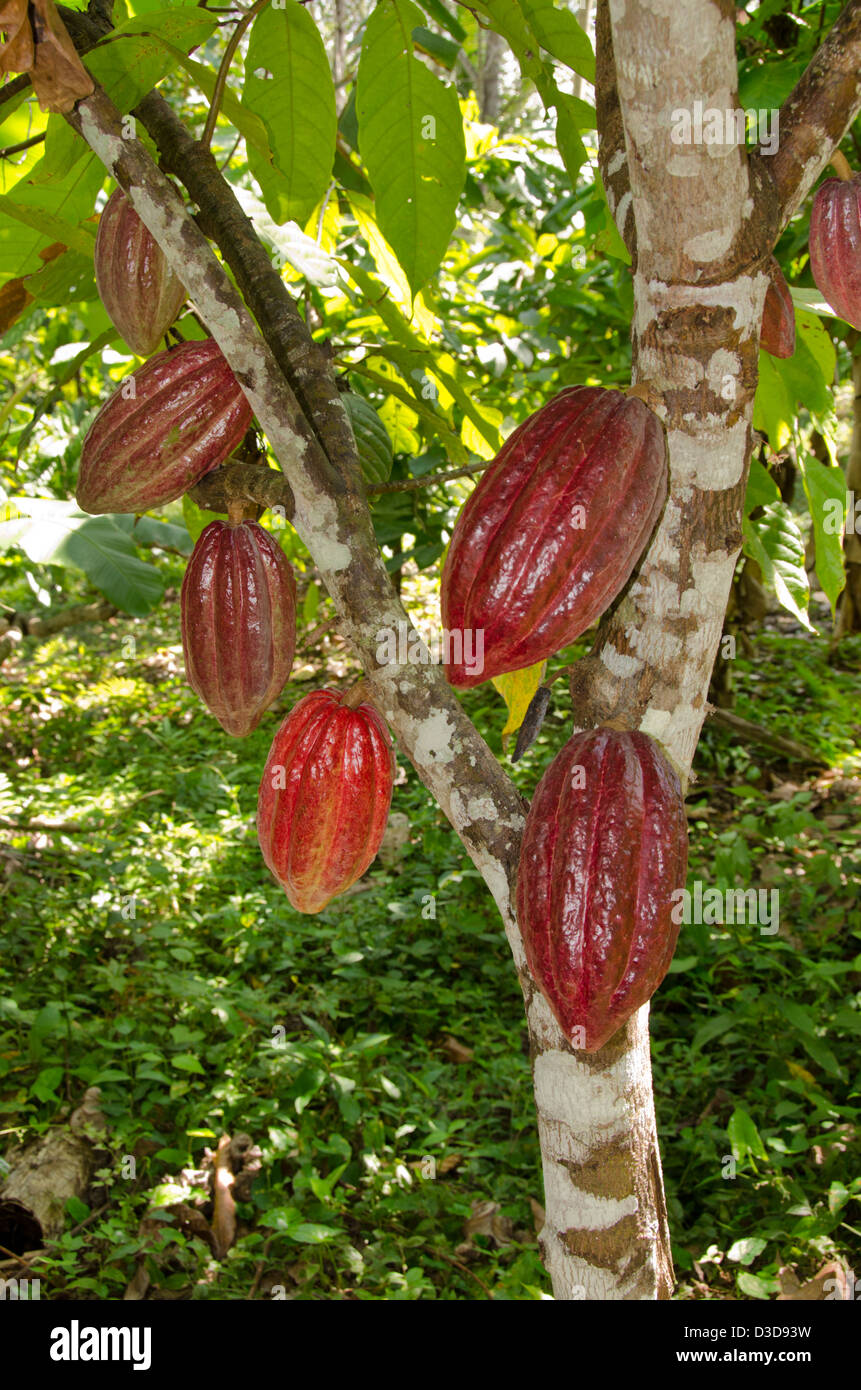 Cacao tree pods hi-res stock photography and images - Alamy