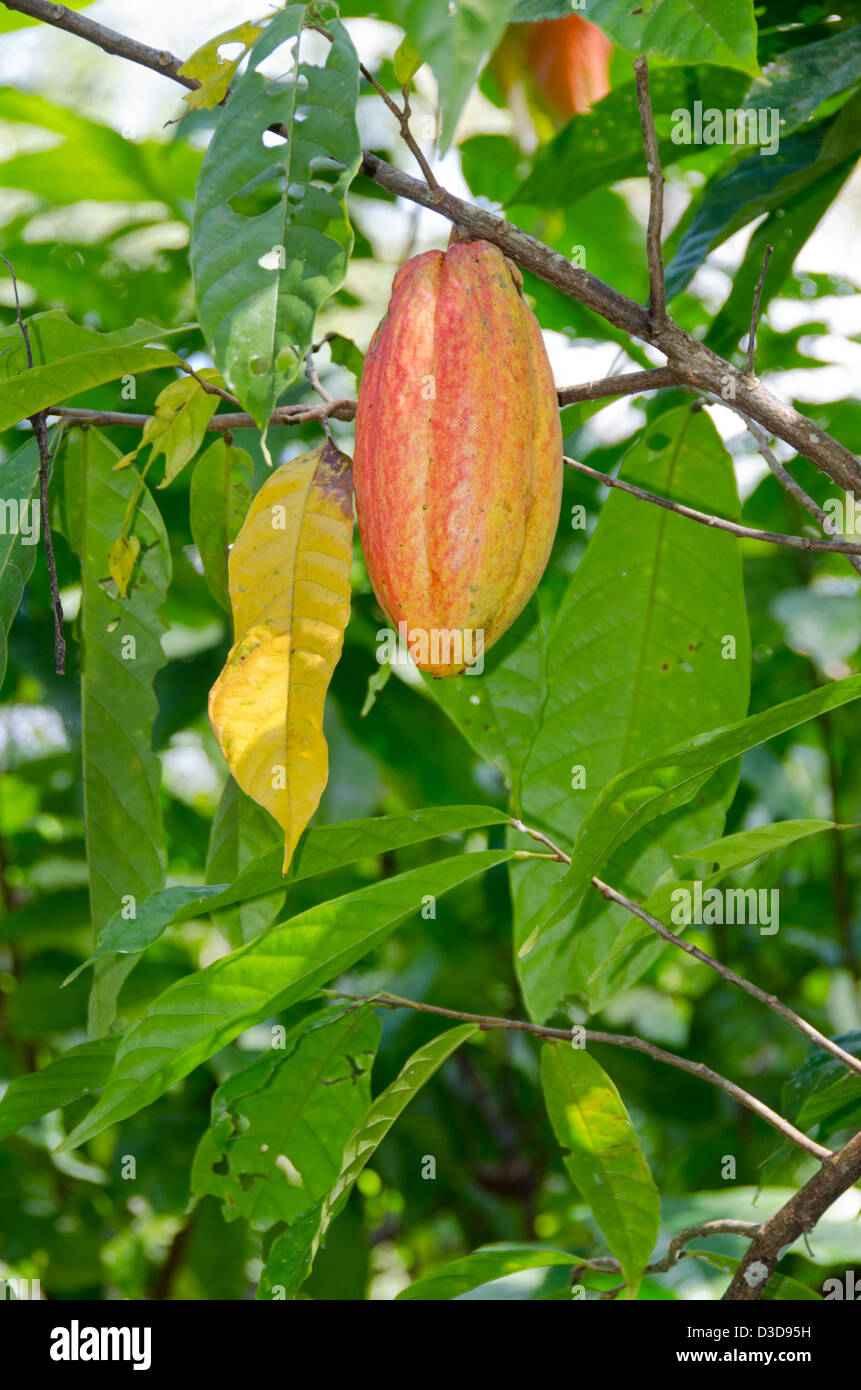 Ripe cacao pod hi-res stock photography and images - Alamy