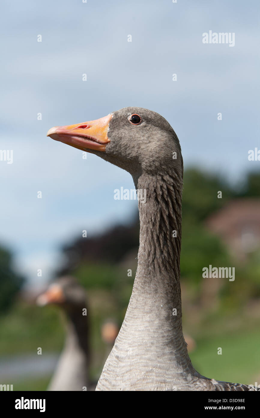 Greylag Geese (Anser anser Stock Photo - Alamy
