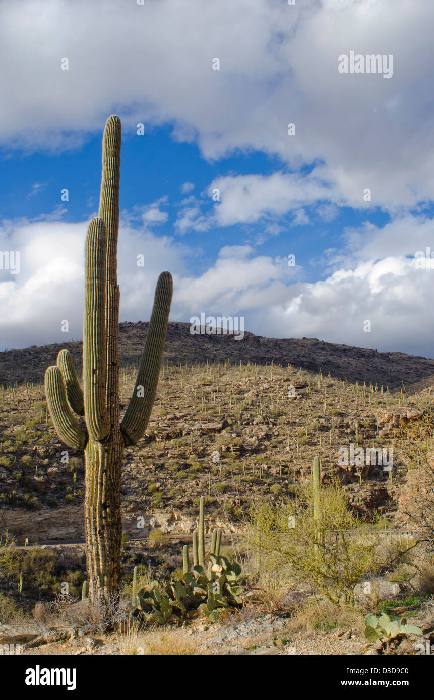 Large mountain stands tall over hi-res stock photography and images - Alamy