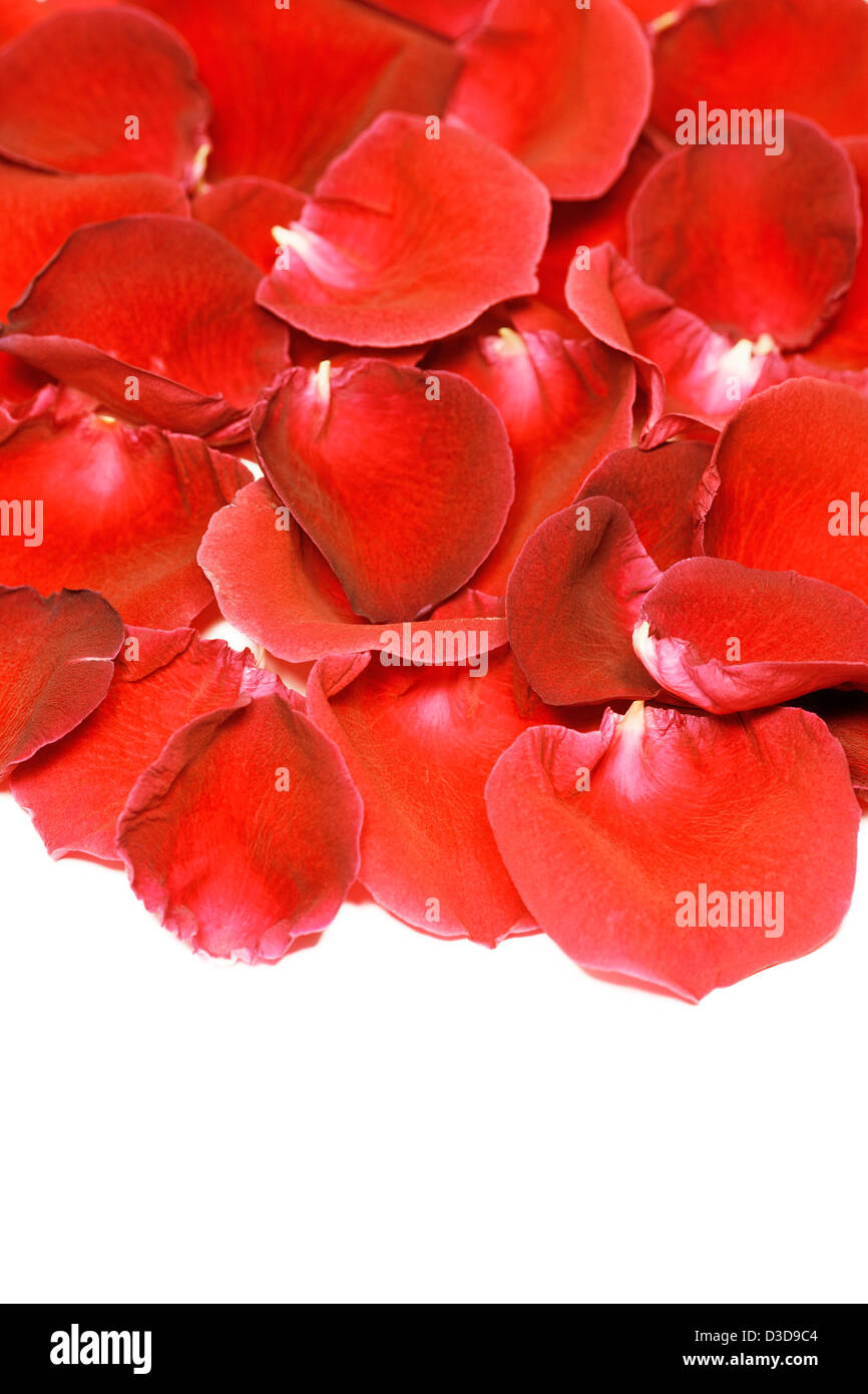 Rose petals background Stock Photo - Alamy
