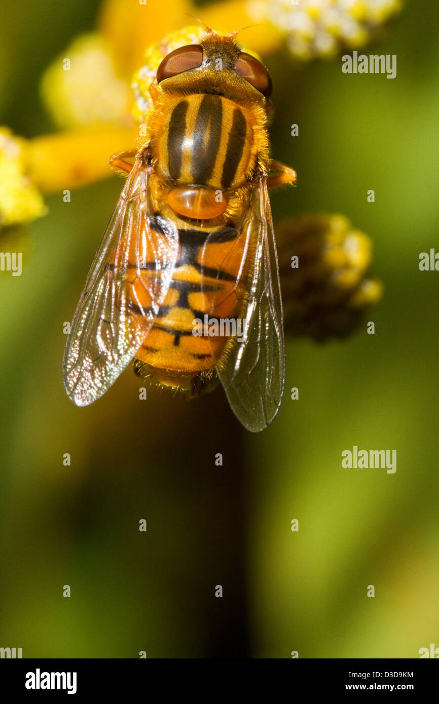 Close up view of a beautiful orange hoverfly (Parhelophilus frutetorum ...