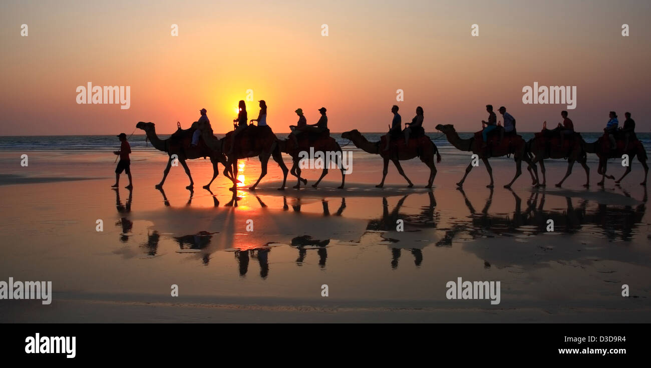 Camels at Sunset Cable Beach Broome Australia Stock Photo - Alamy