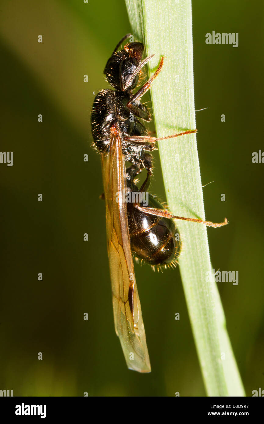 Messor barbarus hi-res stock photography and images - Alamy
