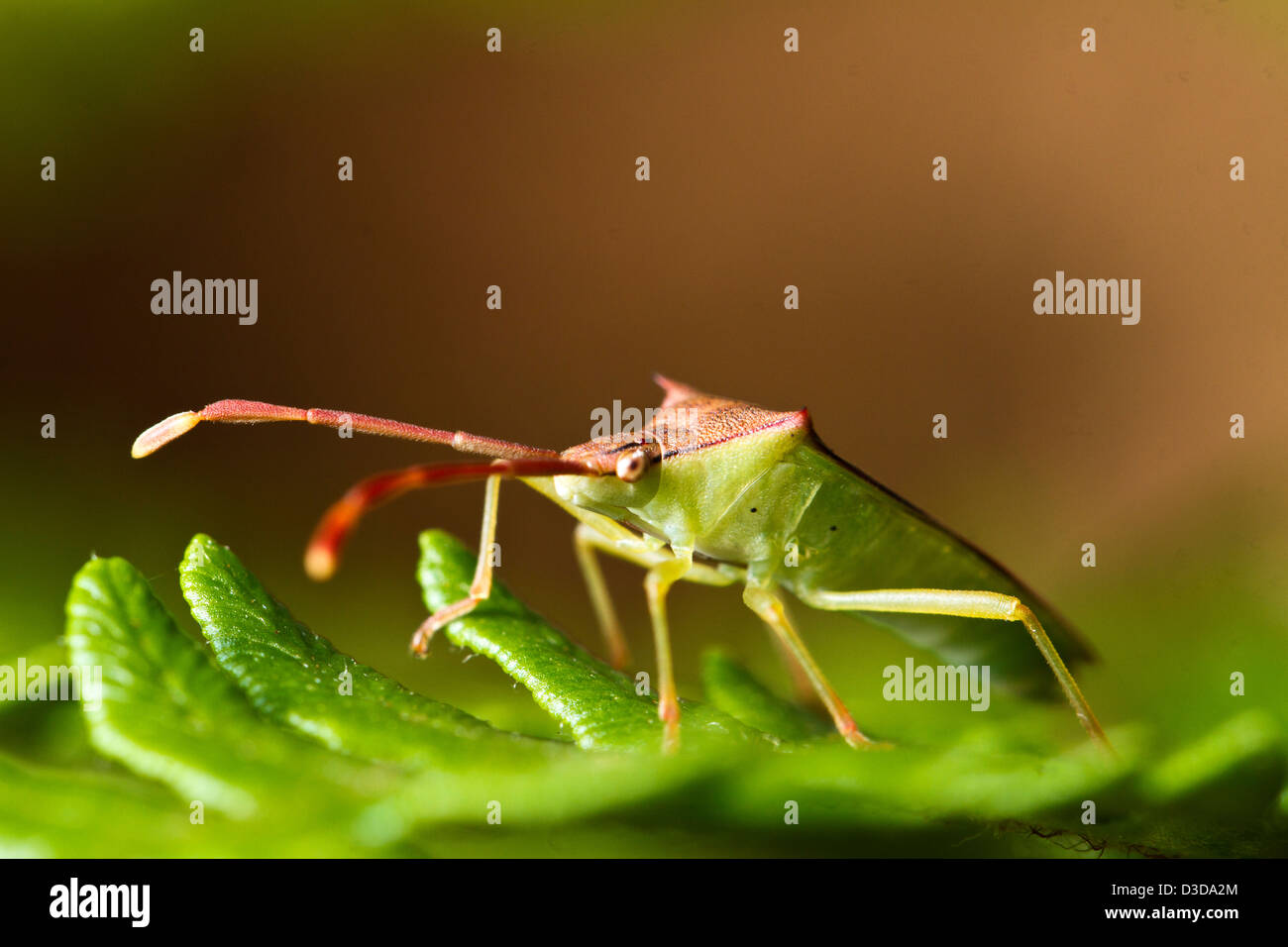 Close up view of a Southern Green Stinkbug (Nezara viridula) on a plant ...