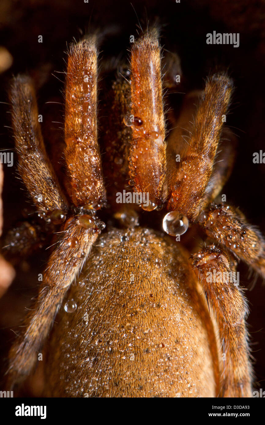 Close up view of a spider waiting to make an attack Stock Photo - Alamy