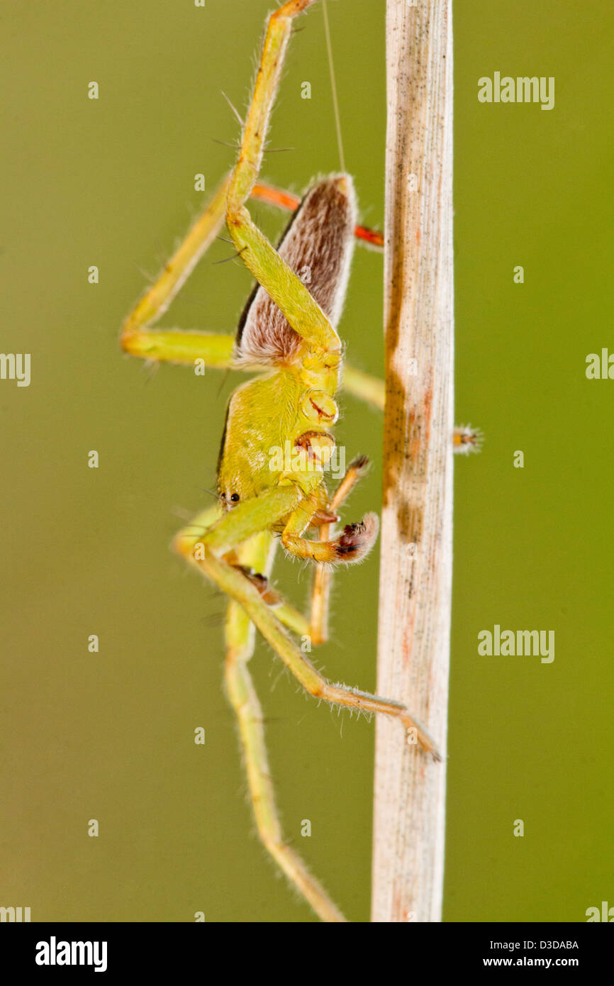 Close up view of beautiful green huntsman spider (Micrommata virescens ...
