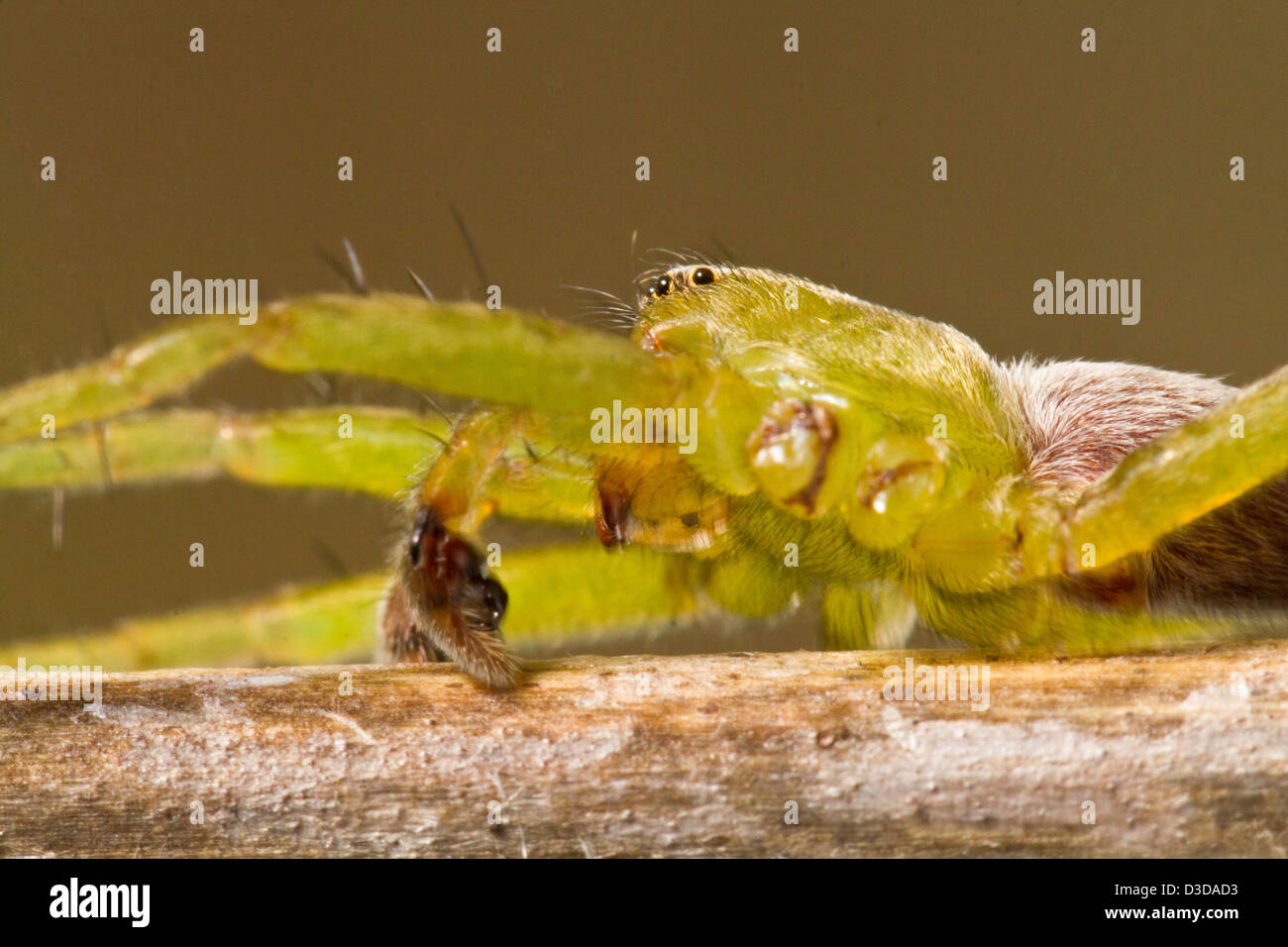 Close up view of beautiful green huntsman spider (Micrommata virescens ...