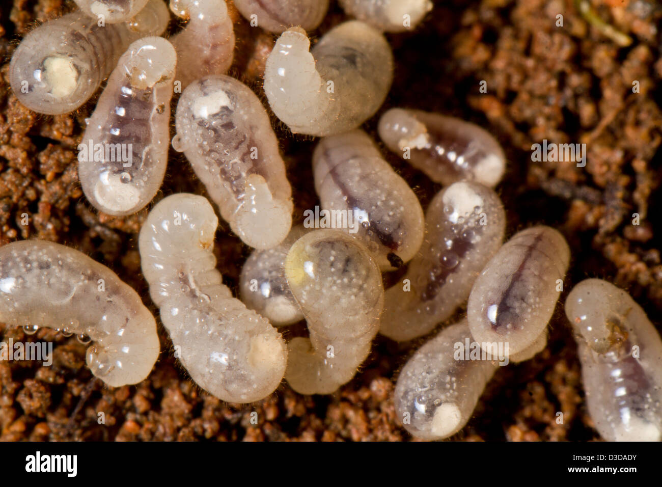 Baby ant hi-res stock photography and images - Alamy
