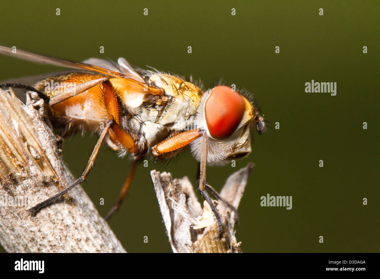 Close up view of the beautiful tachina fly Stock Photo - Alamy