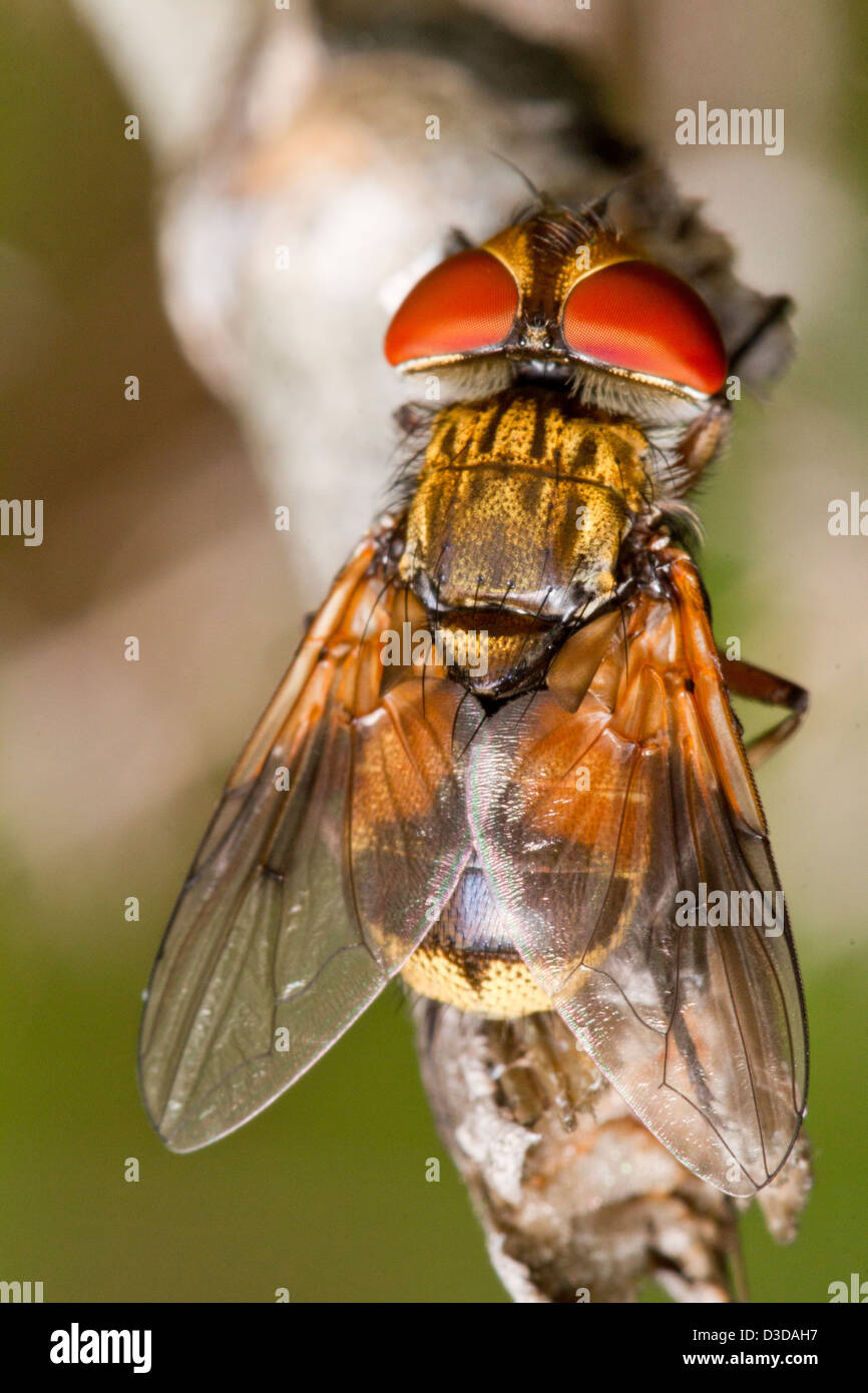 Close up view of the beautiful tachina fly Stock Photo - Alamy