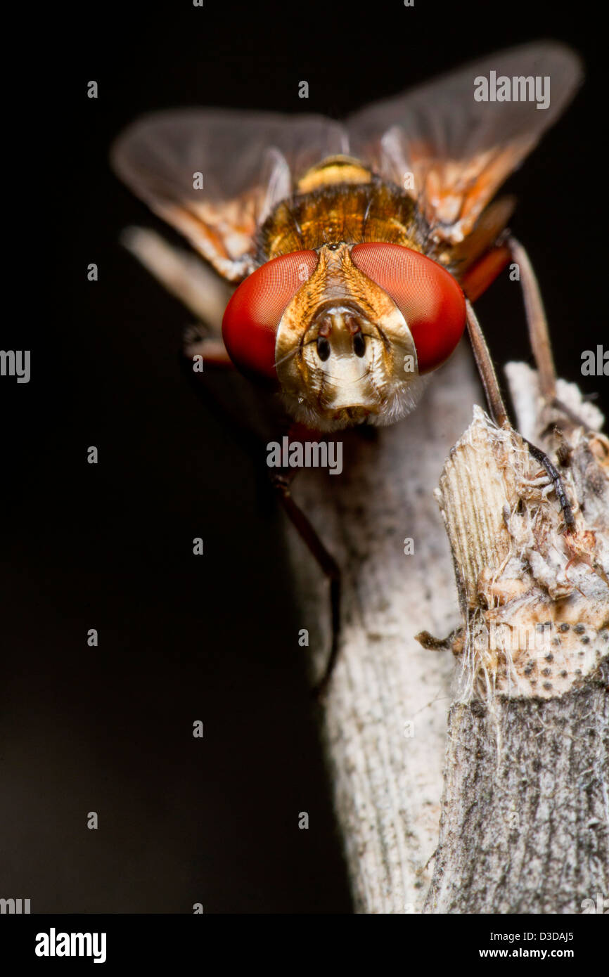 Close up view of the beautiful tachina fly Stock Photo - Alamy