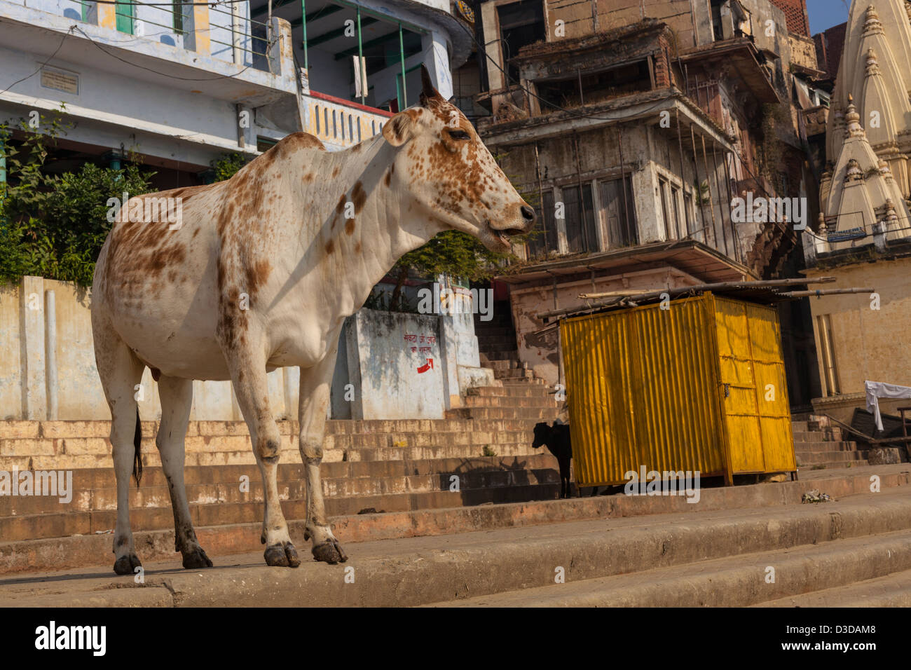 Holy cow india hi-res stock photography and images - Alamy