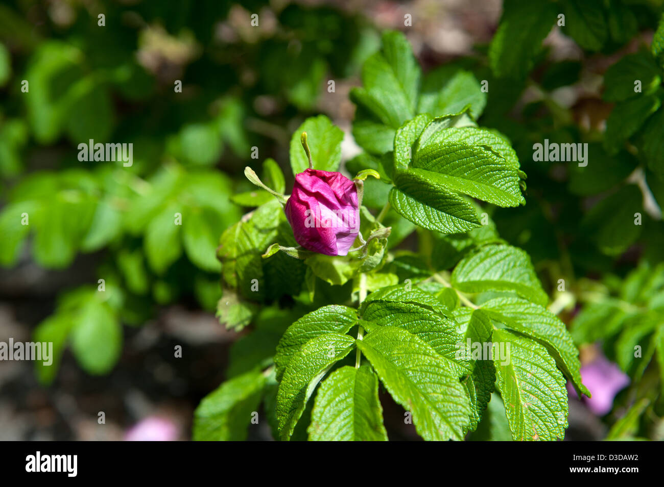 Closeup beautiful pink rugosa hi-res stock photography and images - Alamy