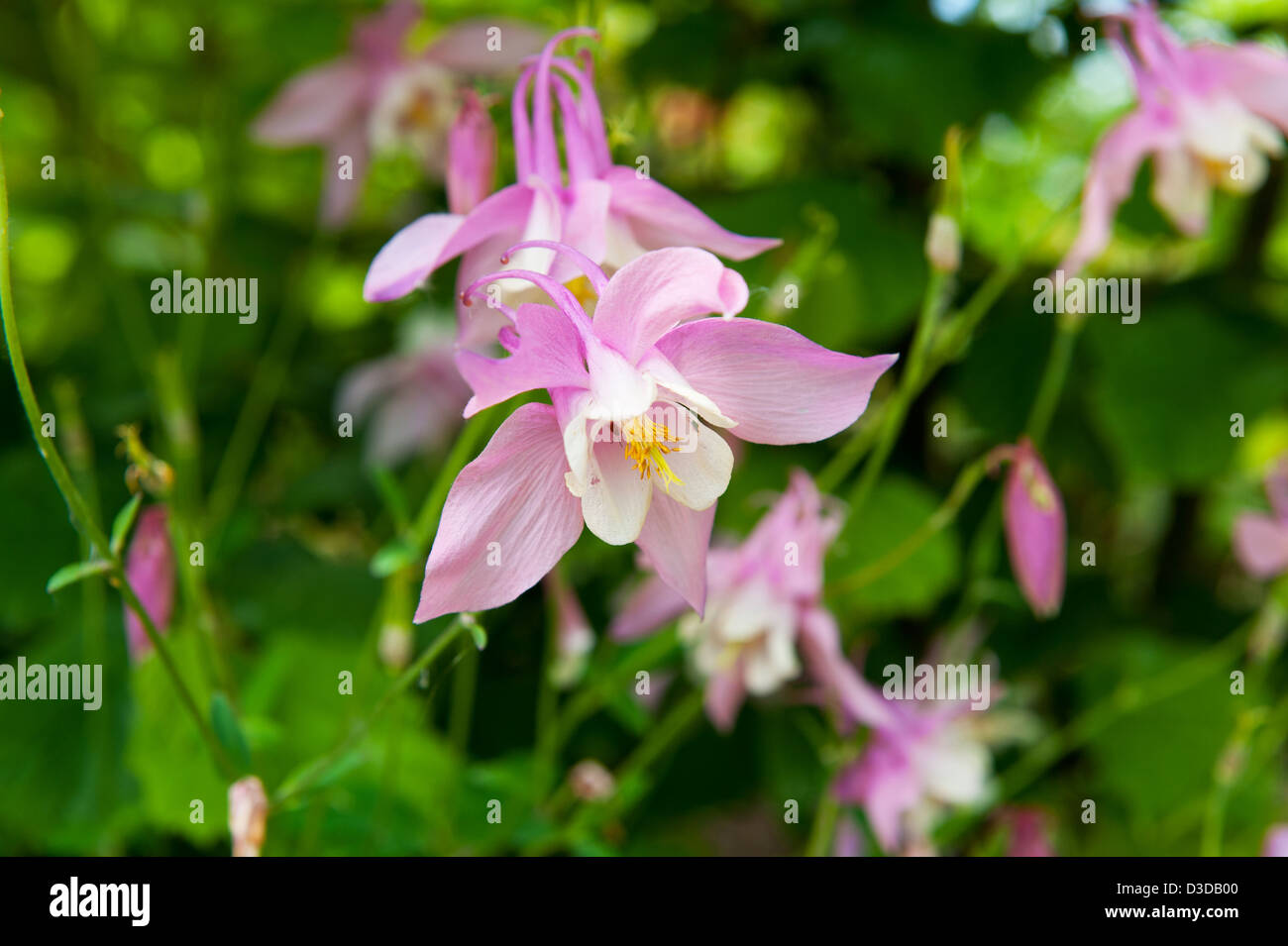 Pink Columbine Aquilegia chrysantha Flower Stock Photo - Alamy