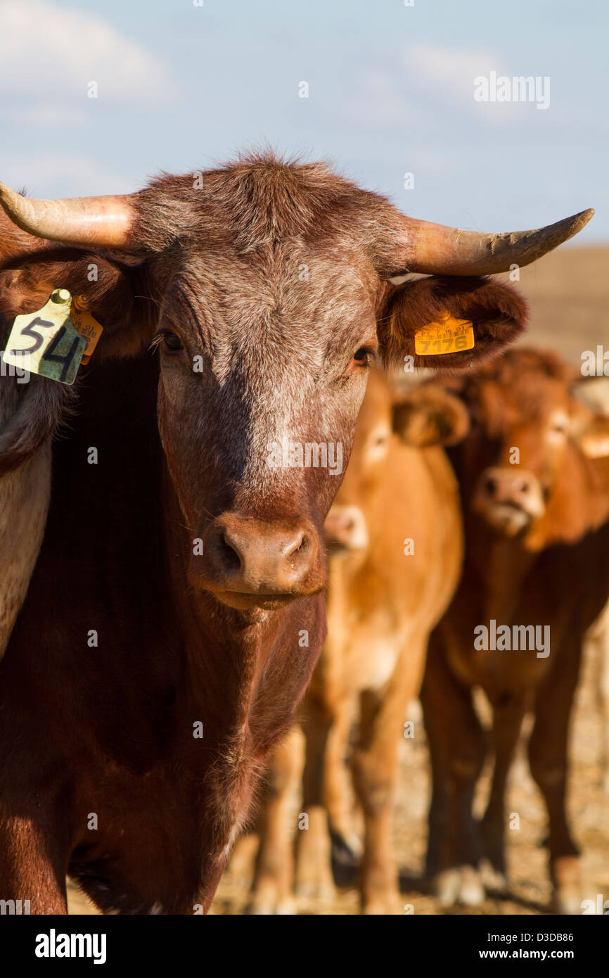 Close view of a brown cow on a sunny arid landscape Stock Photo - Alamy