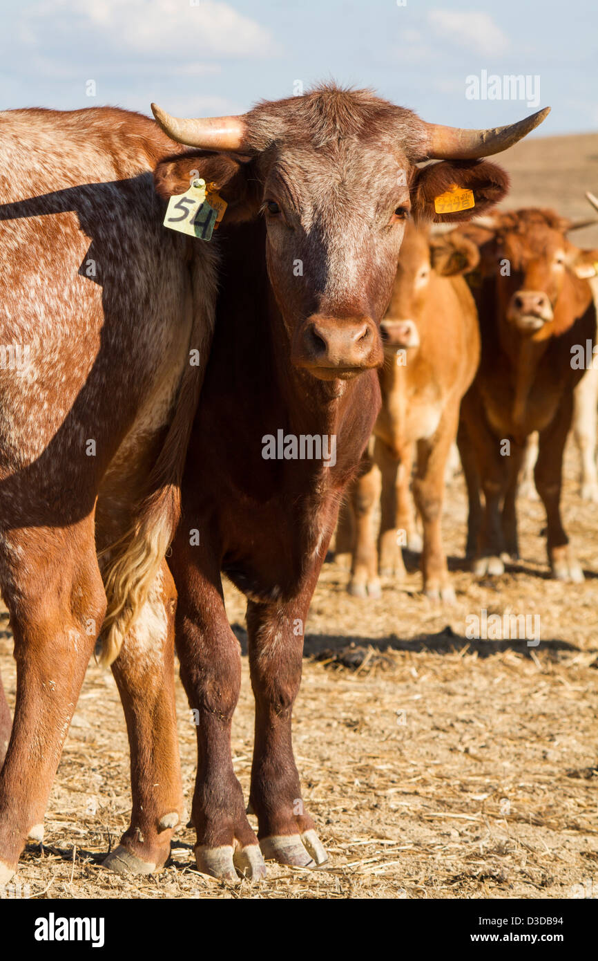 Close view of a brown cow on a sunny arid landscape Stock Photo - Alamy