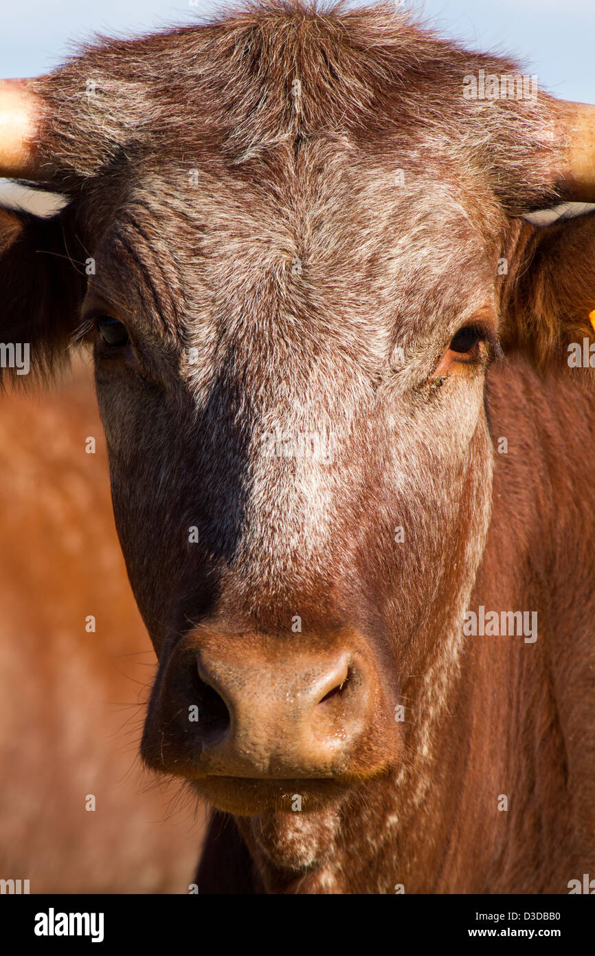 Close view of a brown cow on a sunny arid landscape Stock Photo - Alamy