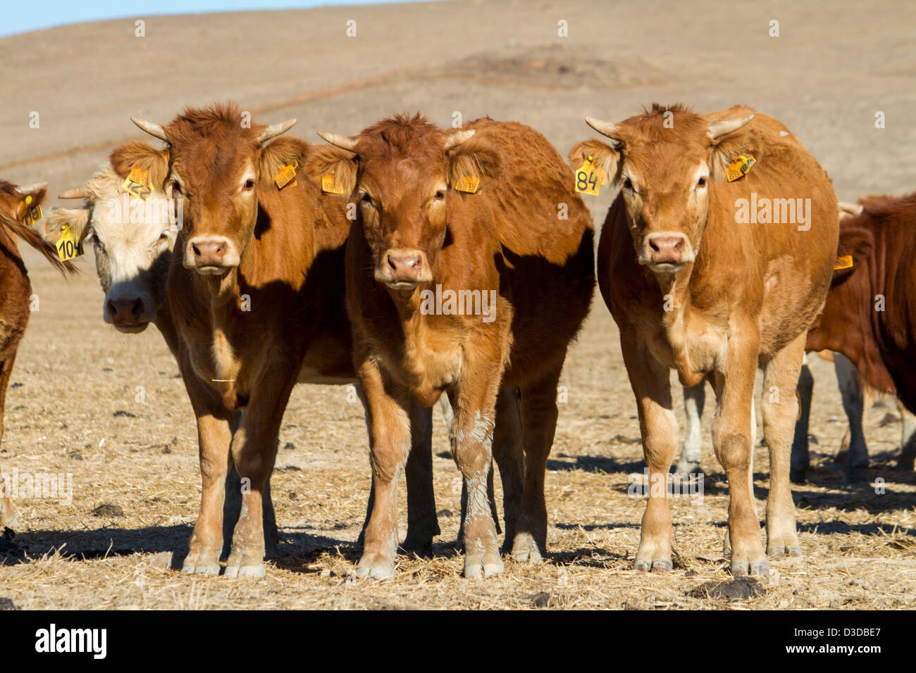 Close view of a group of brown cows on a sunny arid landscape Stock ...