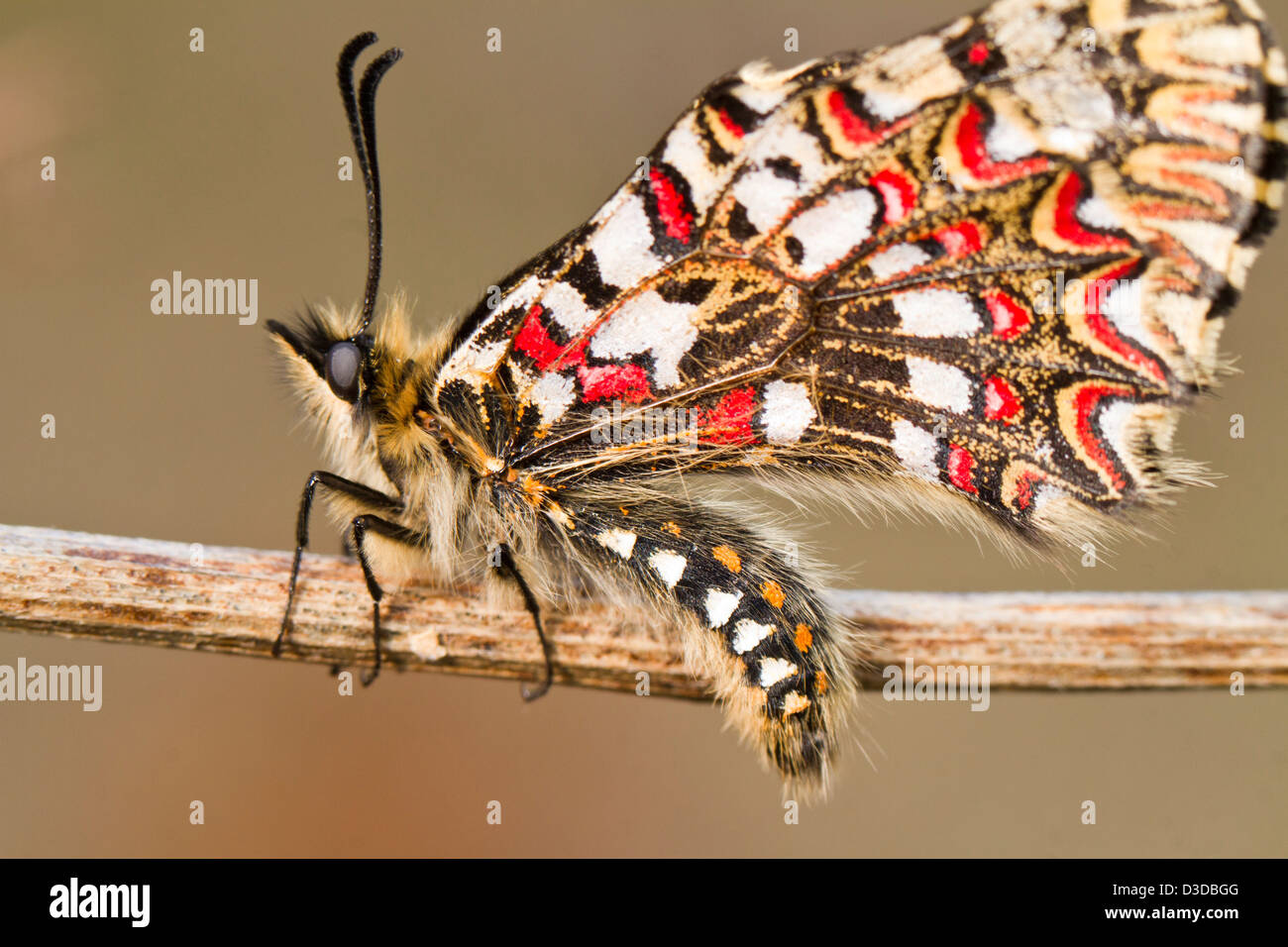 Spanish festoon butterfly hi-res stock photography and images - Alamy