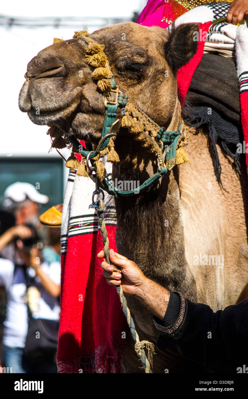 Camel parade hi-res stock photography and images - Alamy
