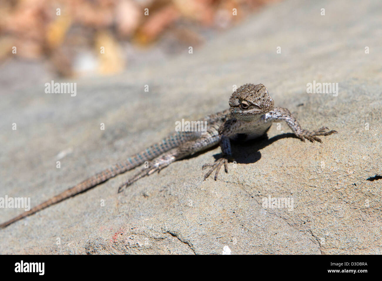 Western Fence Lizard (Sceloporus occidentalis) poised on a rock at Los ...