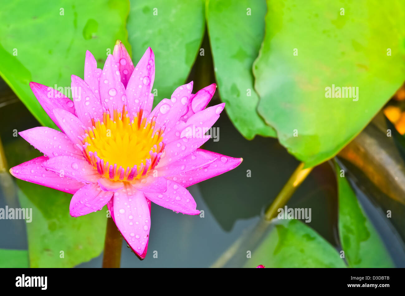 Pink water lily Stock Photo - Alamy