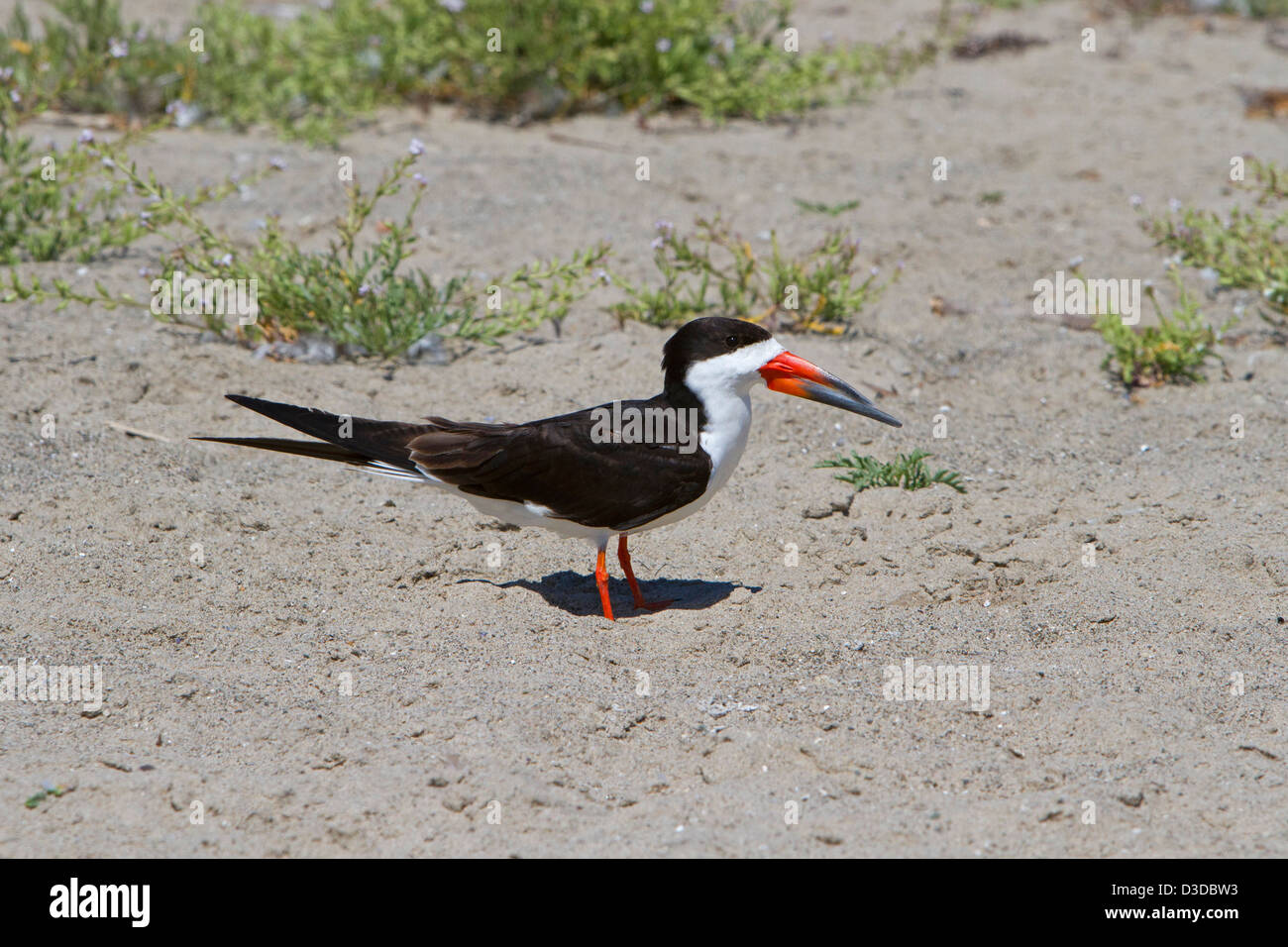 Skimmer on the beach hi-res stock photography and images - Alamy