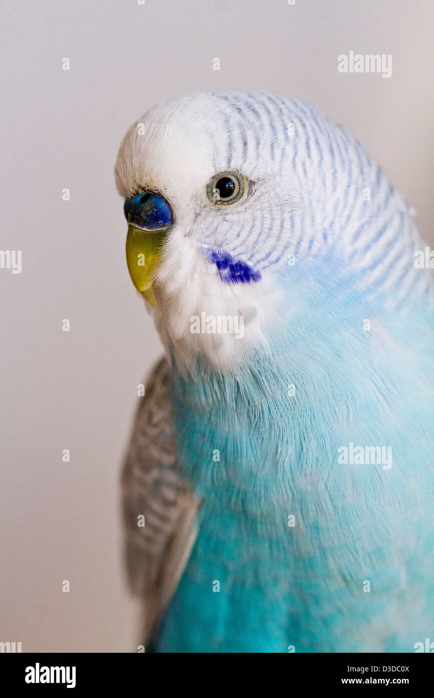 Close up view of the beautiful and colorful common pet parakeet Stock ...