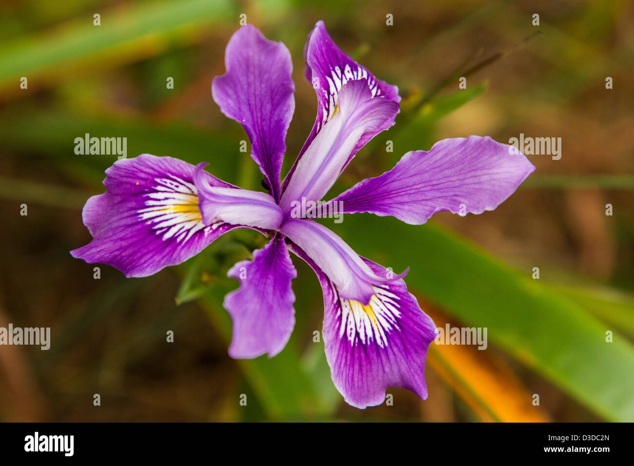 Single iris flower hi-res stock photography and images - Alamy
