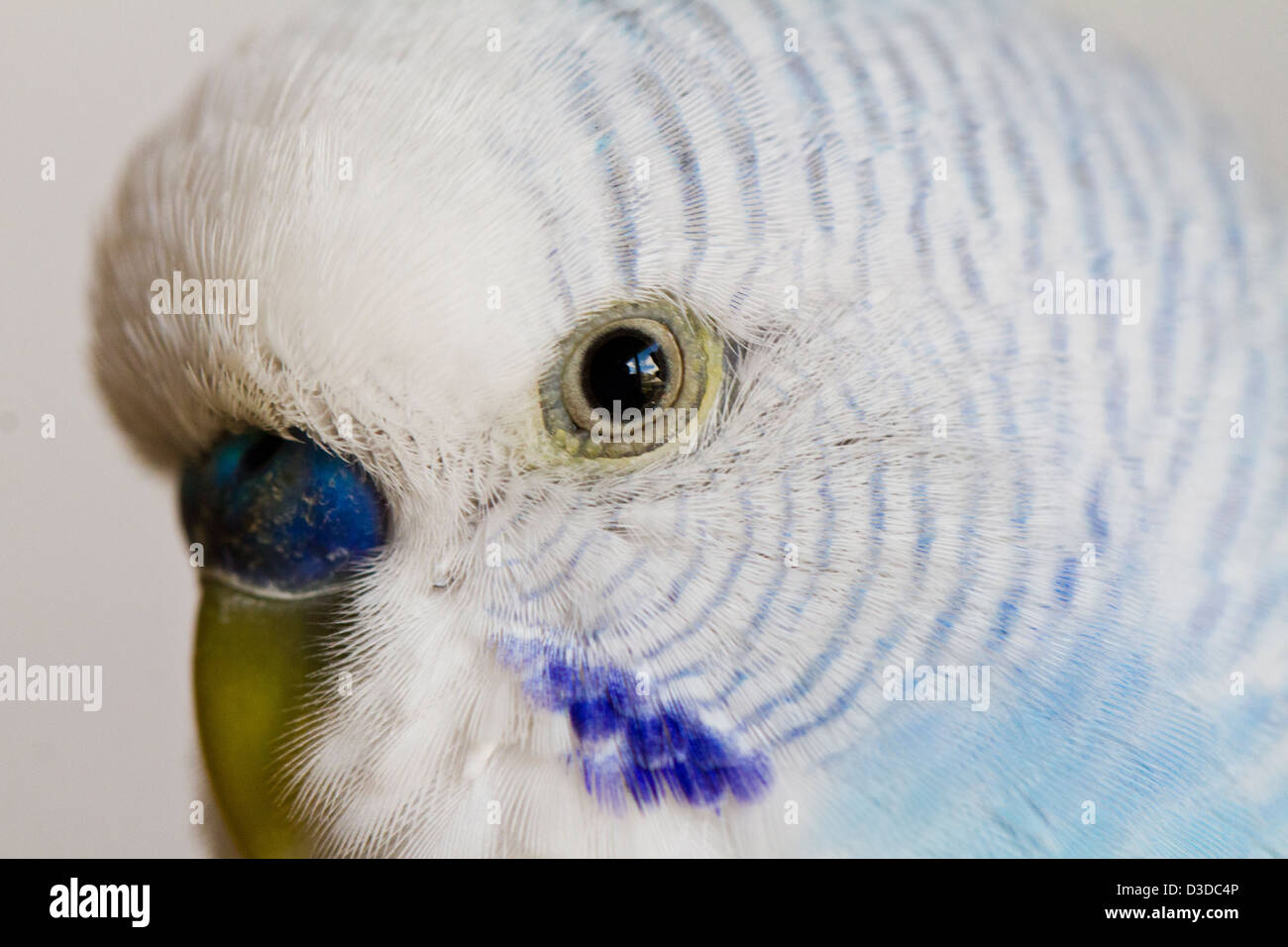 Close up view of the beautiful and colorful common pet parakeet Stock ...