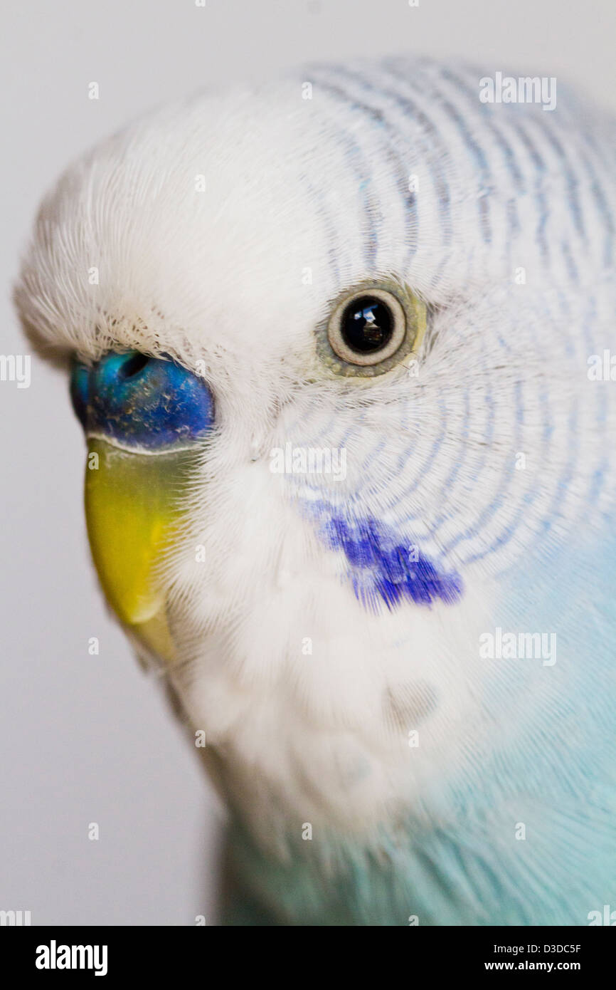 Close up view of the beautiful and colorful common pet parakeet Stock ...