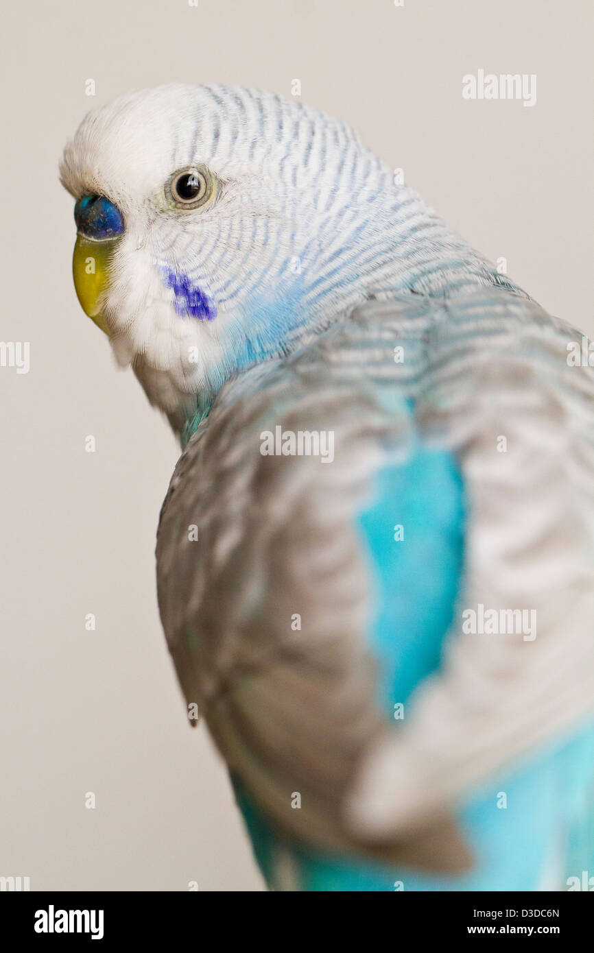 Close up view of the beautiful and colorful common pet parakeet Stock ...