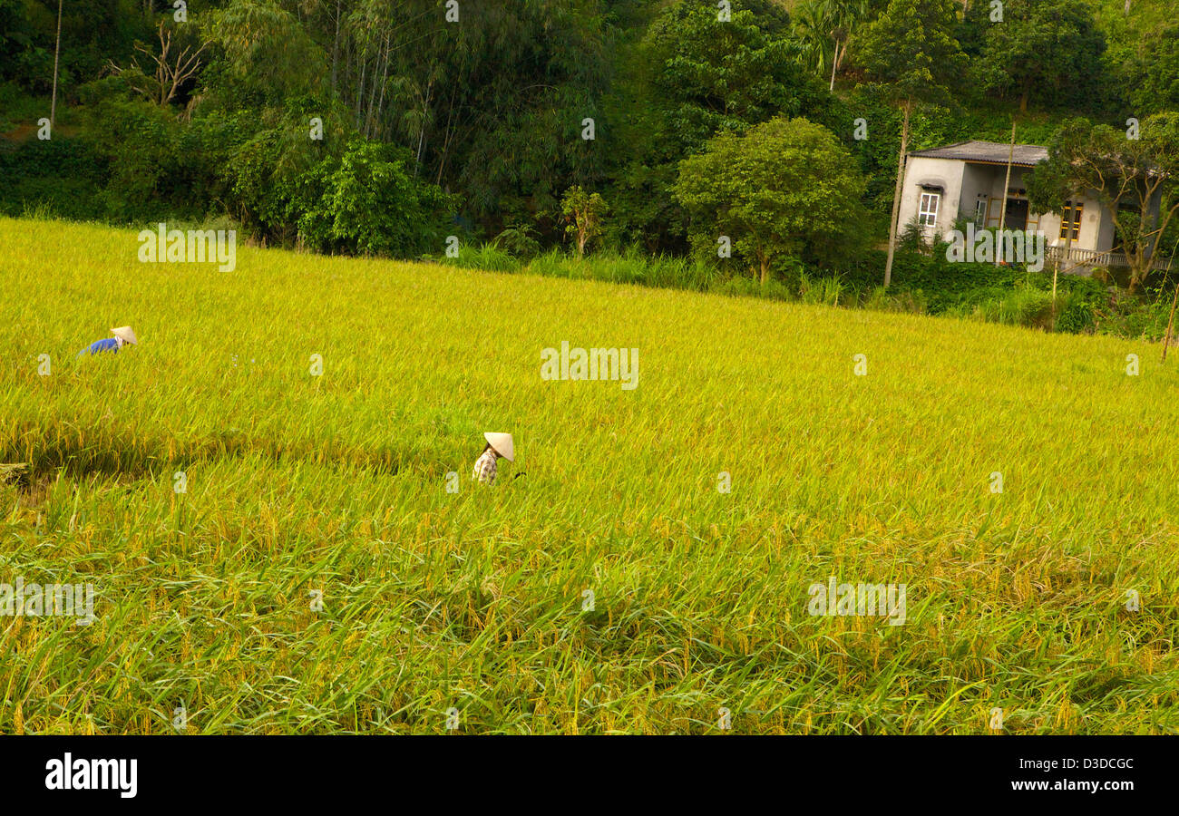 Two woman working at the rice field Bac Ha district Vietnam Stock Photo ...
