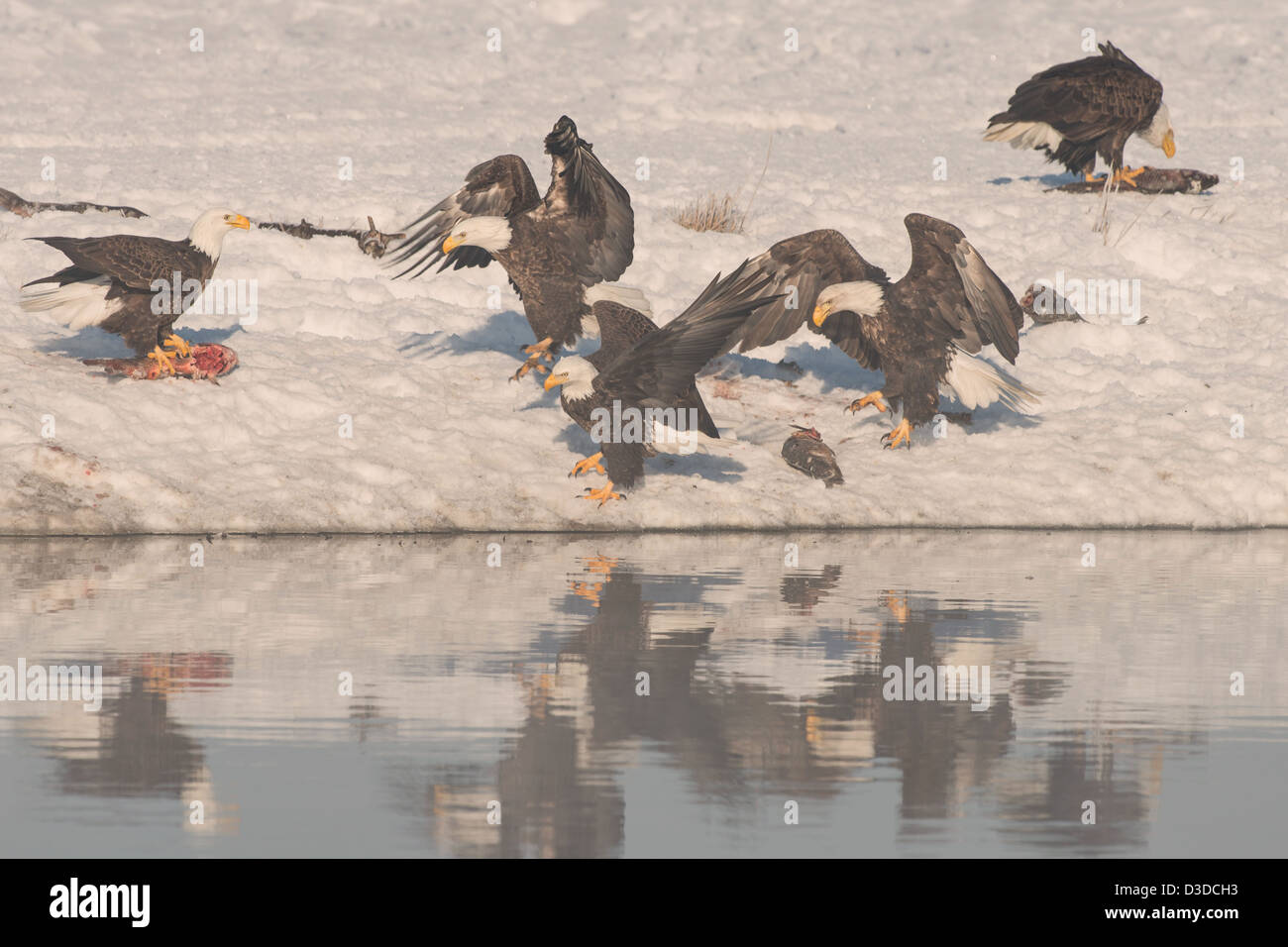 Stock photo of bald eagles fighting for fish Stock Photo - Alamy