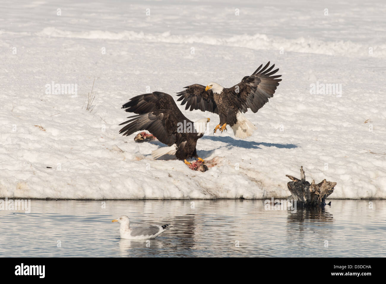 Stock photo of bald eagles fighting for fish Stock Photo - Alamy