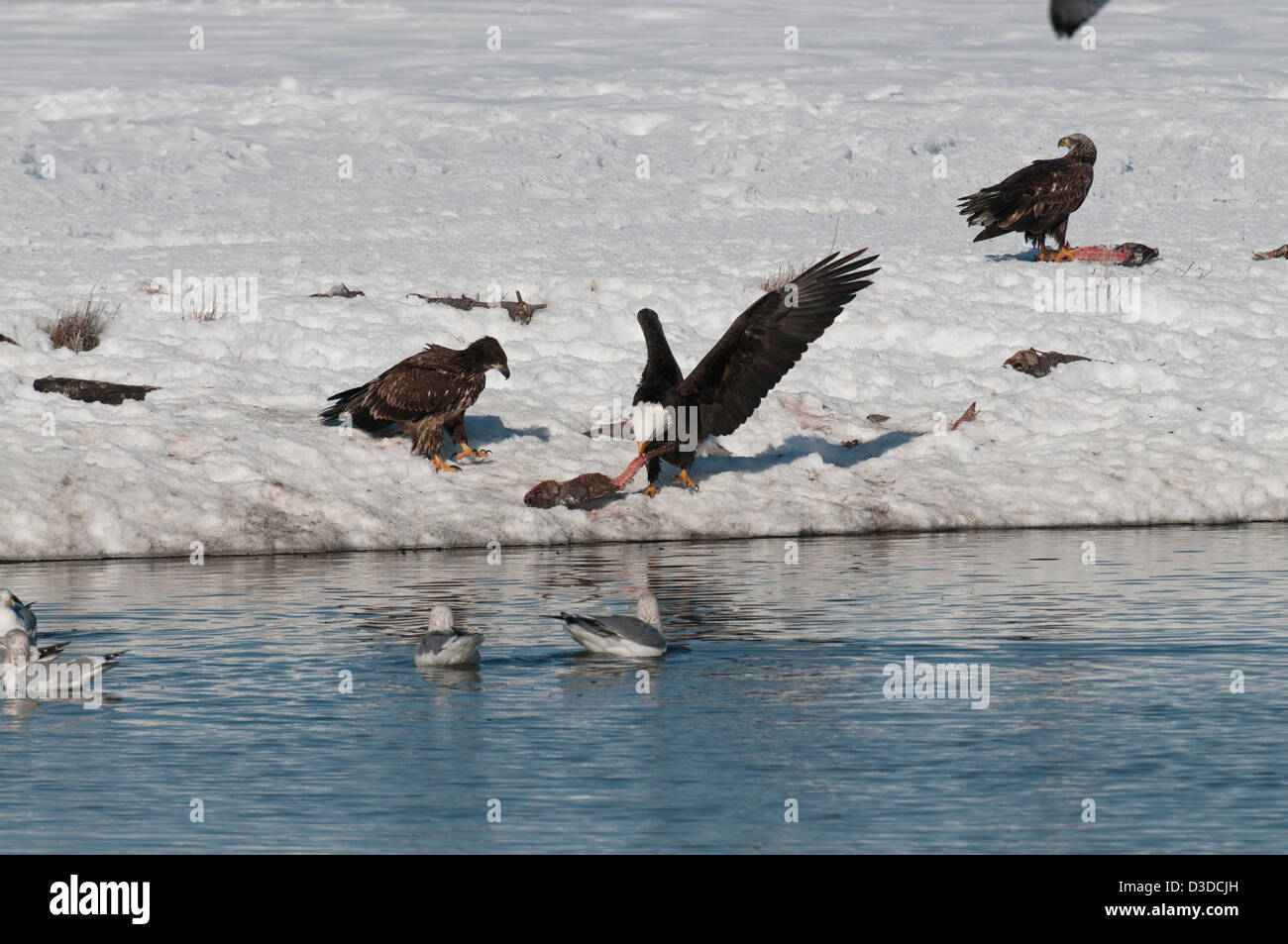 Stock photo of bald eagles fighting for fish Stock Photo - Alamy