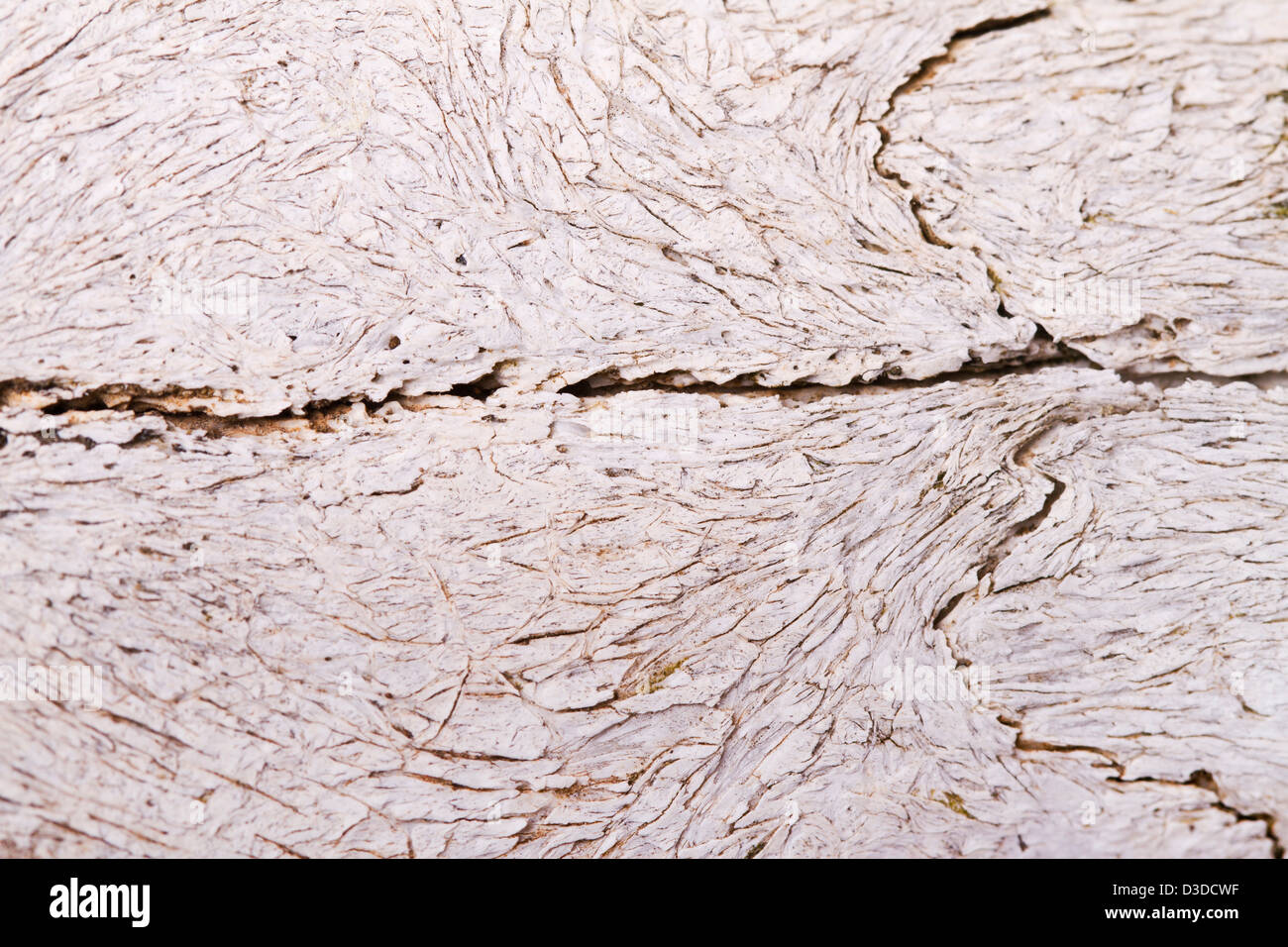 Close view of a skull of a sheep isolated on a white background Stock ...