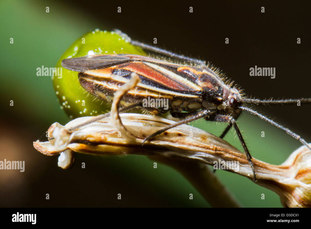 Close up view of the Jumping Tree Bug (Horistus orientalis Stock Photo ...