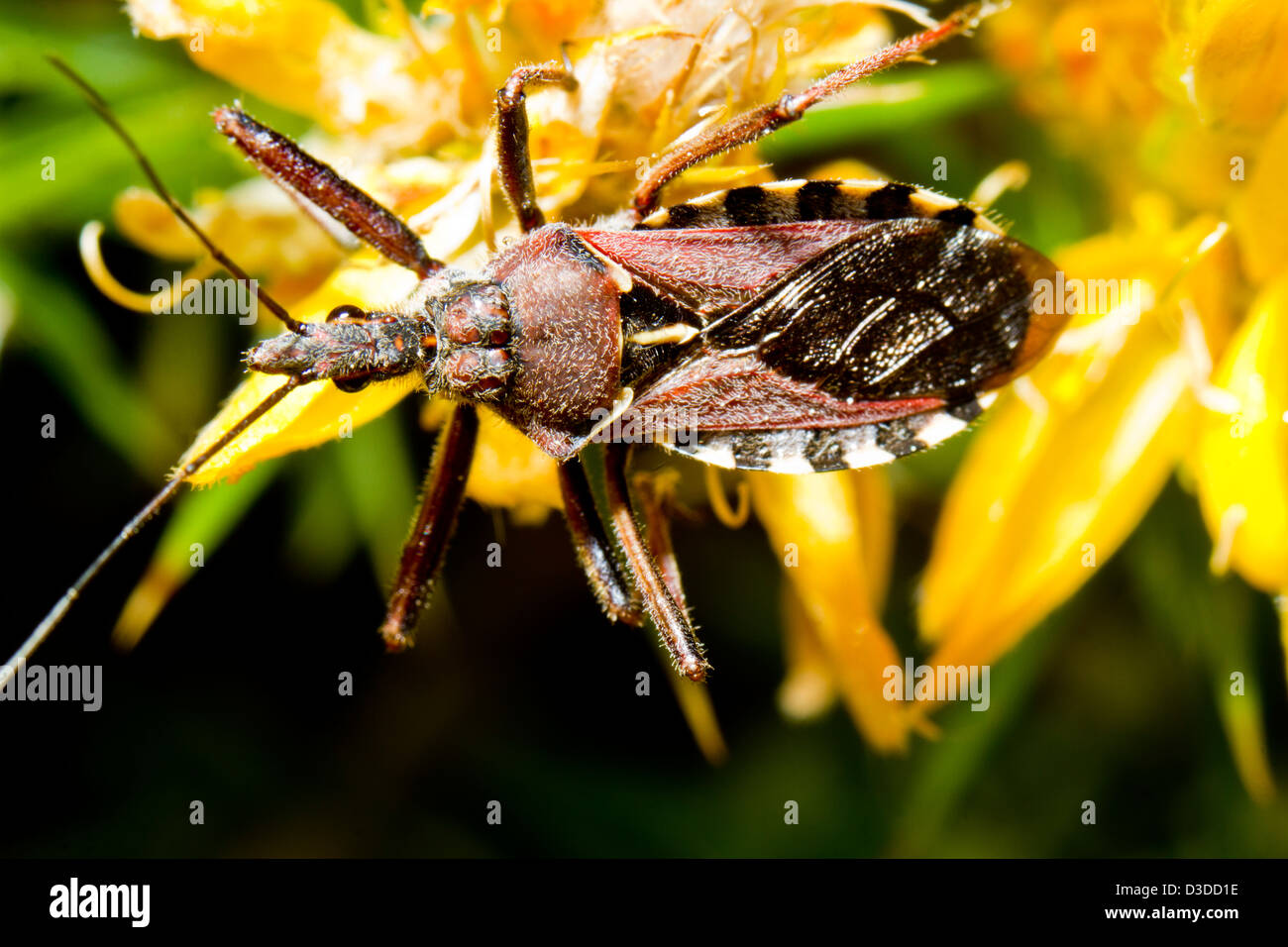 Rhynocoris cuspidatus hi-res stock photography and images - Alamy