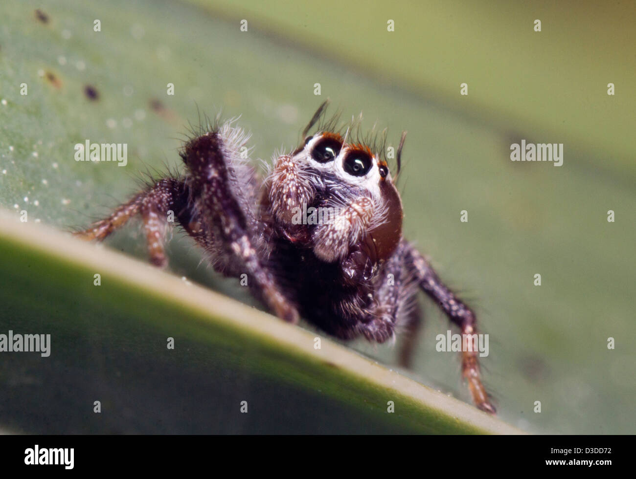 Close up view of the curious jumping spider Stock Photo - Alamy