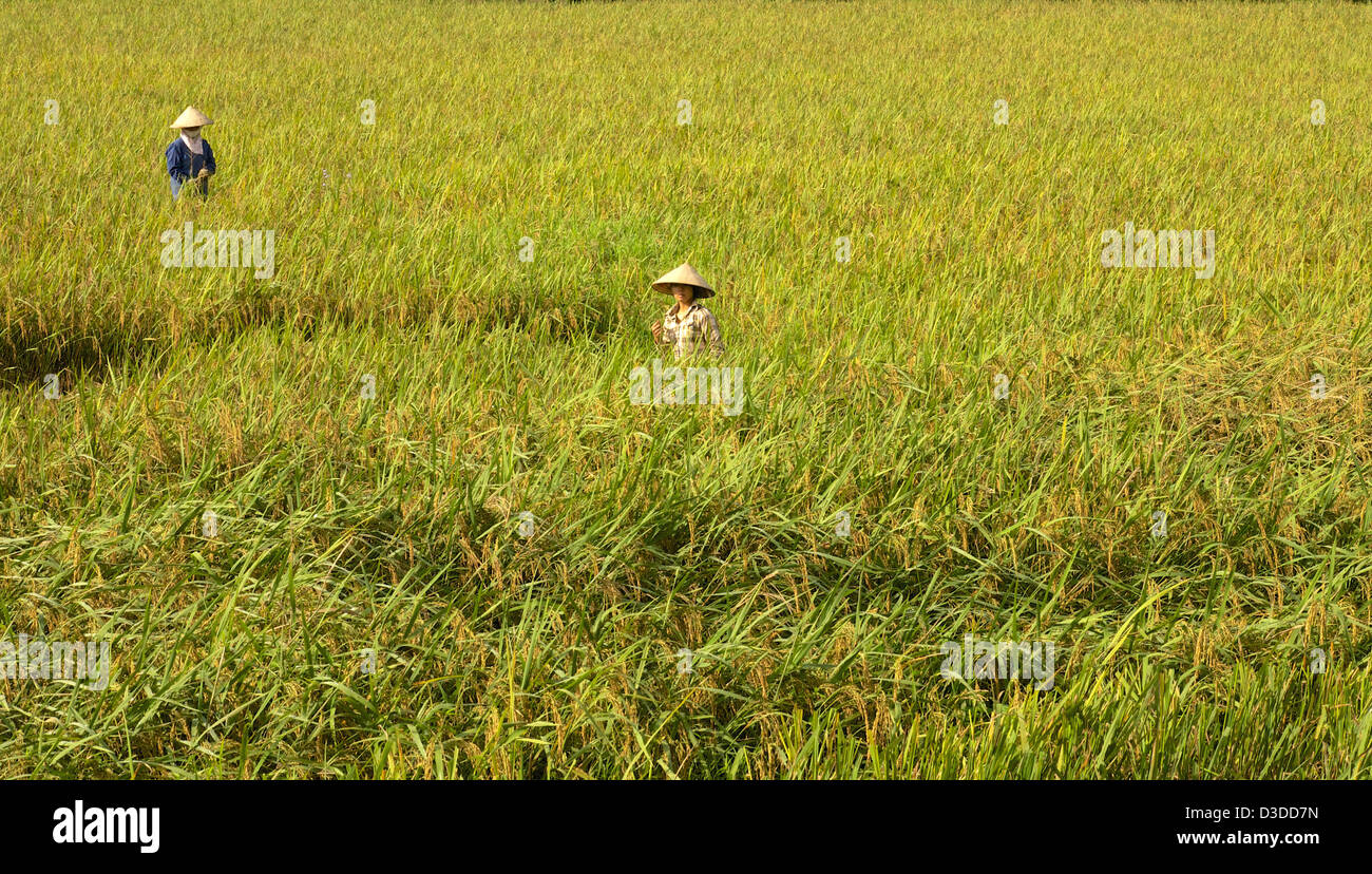 Two woman working at the rice field Bac Ha district Vietnam Stock Photo ...