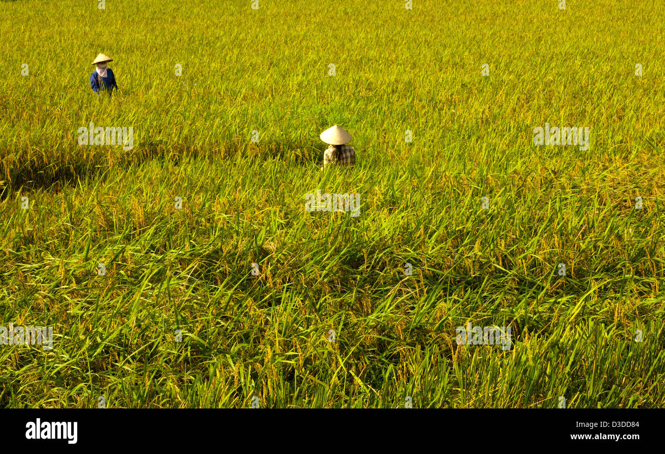 Two woman working at the rice field Bac Ha district Vietnam Stock Photo ...