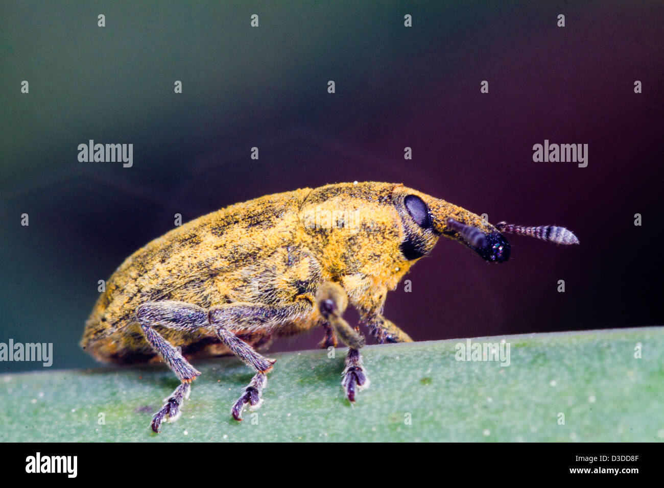 Weevil bug hi-res stock photography and images - Alamy