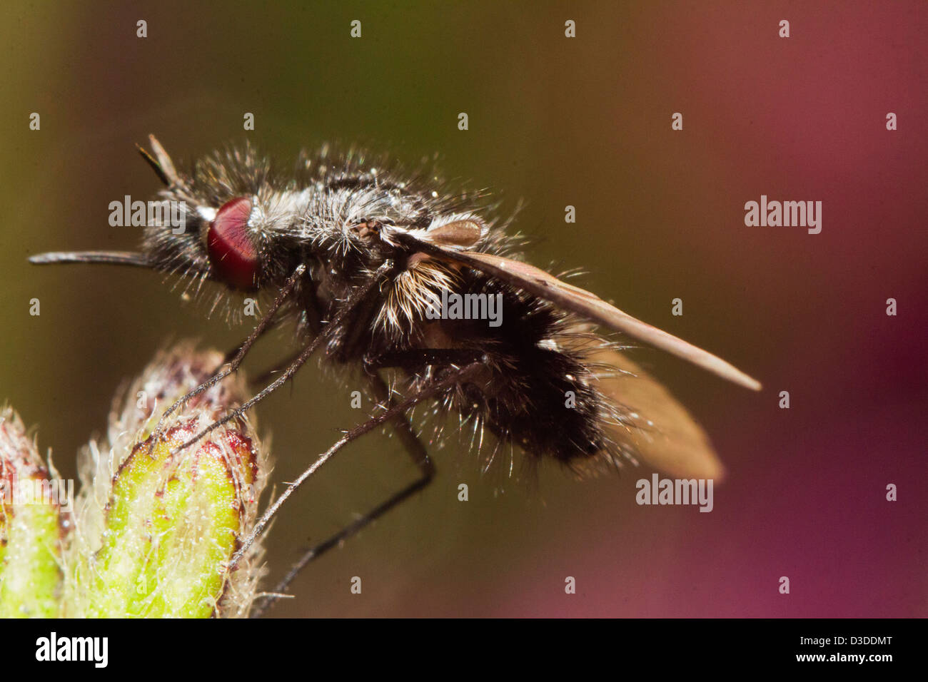 Close view detail of a bombylius species of fly Stock Photo - Alamy