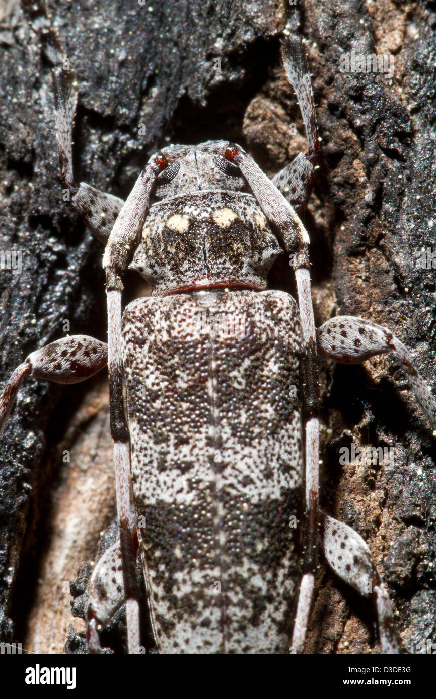 Close view detail of the weird Spotted Pine Sawyer (Monochamus clamator ...