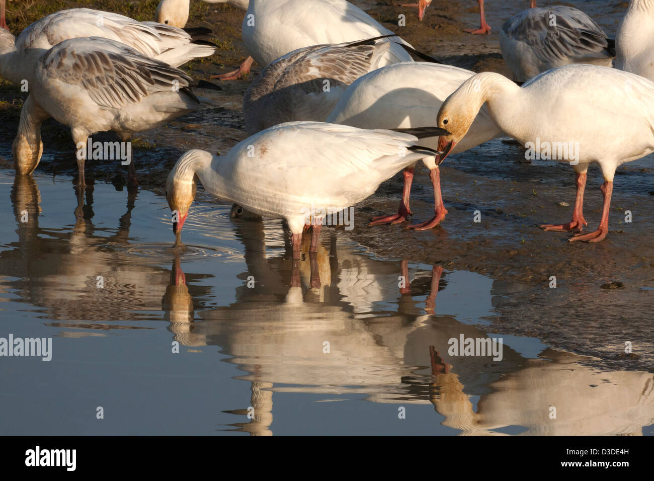 WASHINGTON - Geese enjoying an evening drink and feed at a farm field ...
